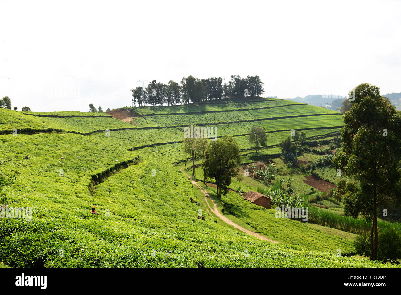 Tea plantations in western rwanda hi-res stock photography and images ...