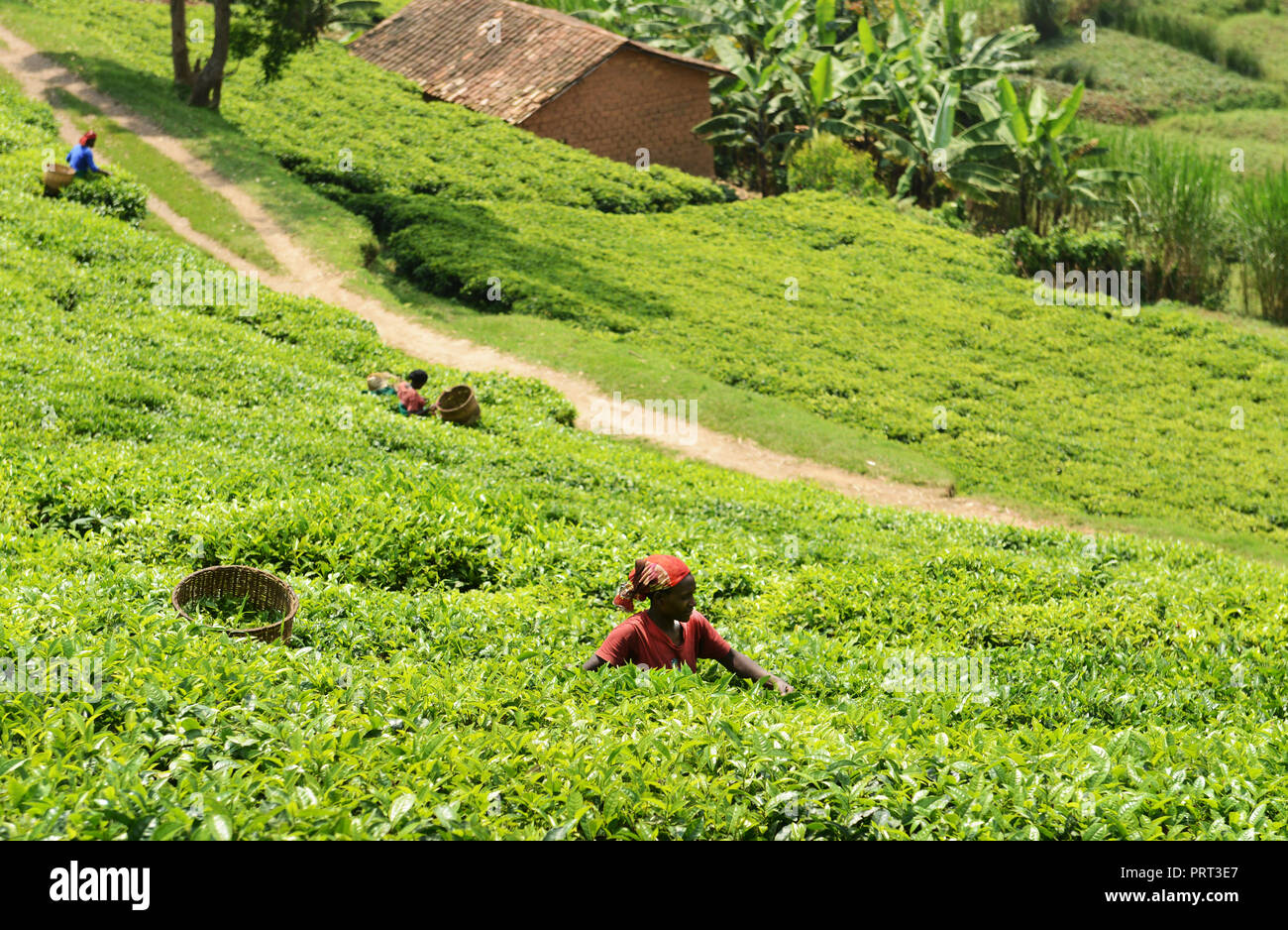 Tea plantations in north western Rwanda Stock Photo - Alamy