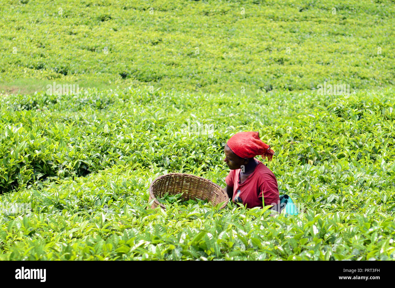 Tea plantations in north western Rwanda Stock Photo - Alamy