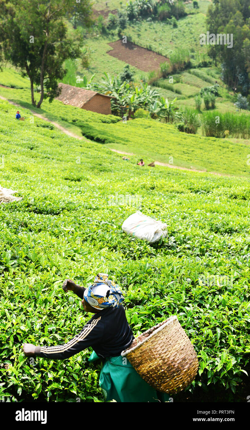 Tea plantations in north western Rwanda Stock Photo - Alamy