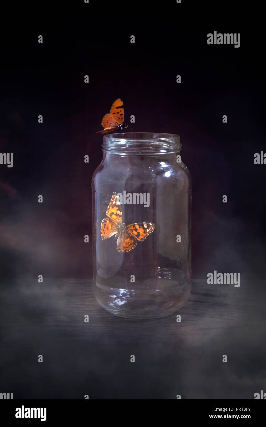 Butterfly in Jar Stock Photo - Alamy