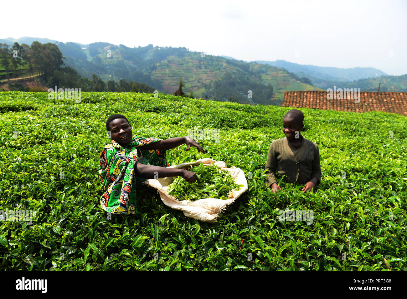 Tea plantations in north western Rwanda Stock Photo - Alamy