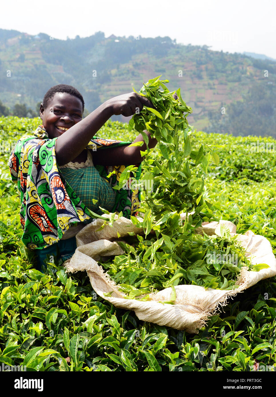 Tea plantations in north western Rwanda Stock Photo - Alamy