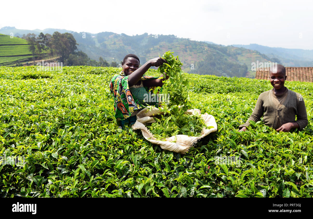 Tea plantations of western rwanda hi-res stock photography and images ...