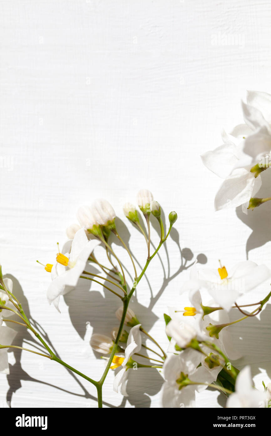 White Vine Flower Sprig on White Stock Photo - Alamy