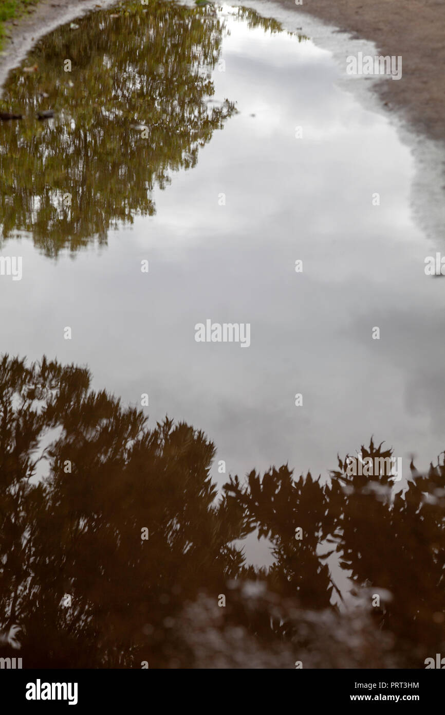 Puddle Reflection of Trees Stock Photo - Alamy