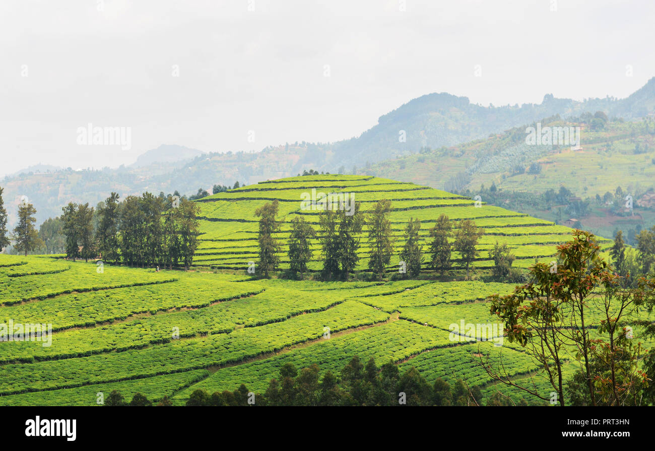 Tea plantations in north western Rwanda Stock Photo - Alamy