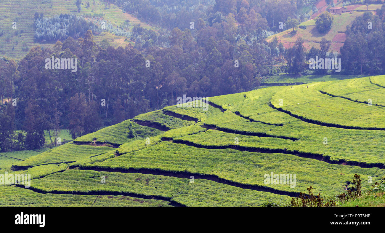 Tea plantations in western rwanda hi-res stock photography and images ...