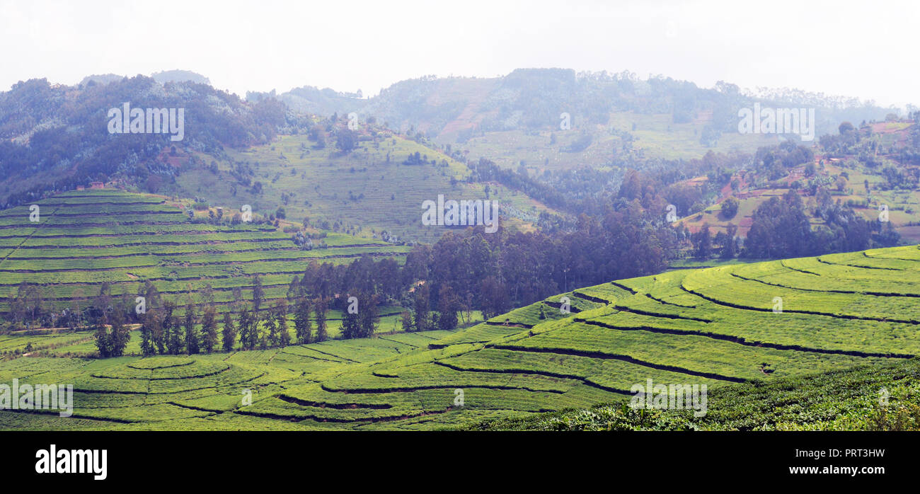 Tea plantations in north western Rwanda Stock Photo - Alamy