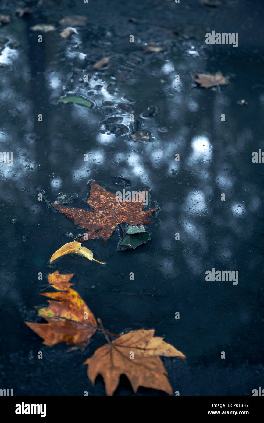 Ground of leaves hi-res stock photography and images - Alamy