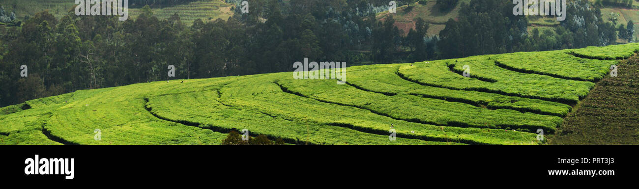 Tea plantations in western rwanda hi-res stock photography and images ...