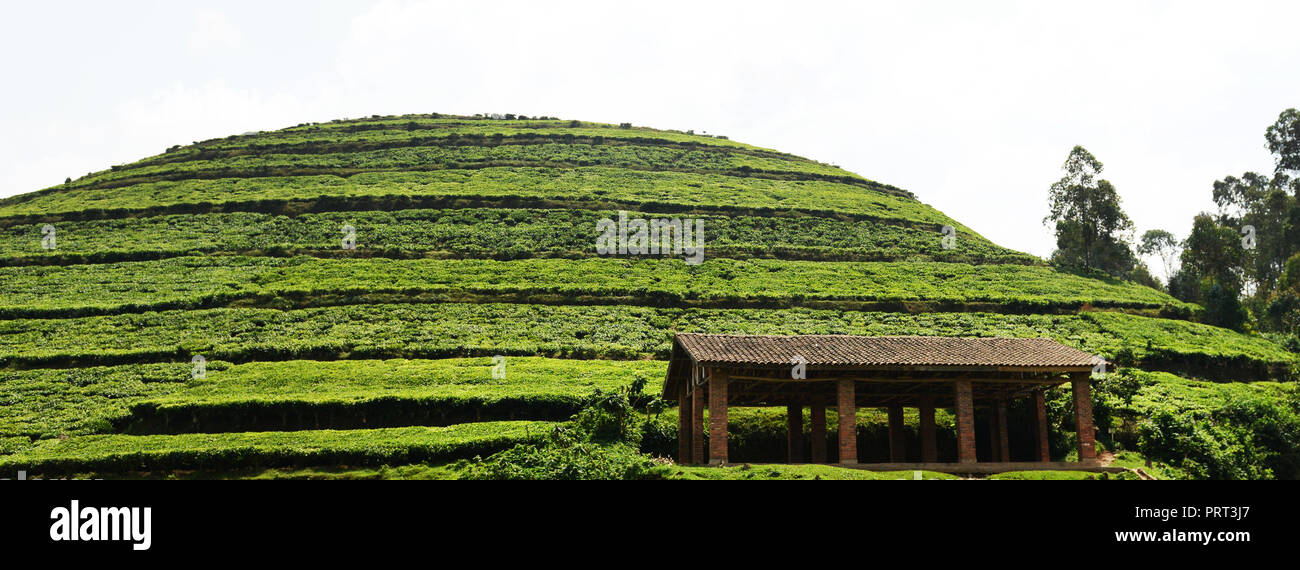 Tea plantations in north western Rwanda Stock Photo - Alamy
