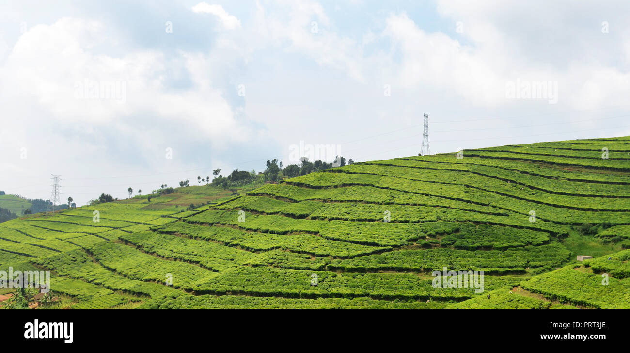 Tea plantations in western rwanda hi-res stock photography and images ...