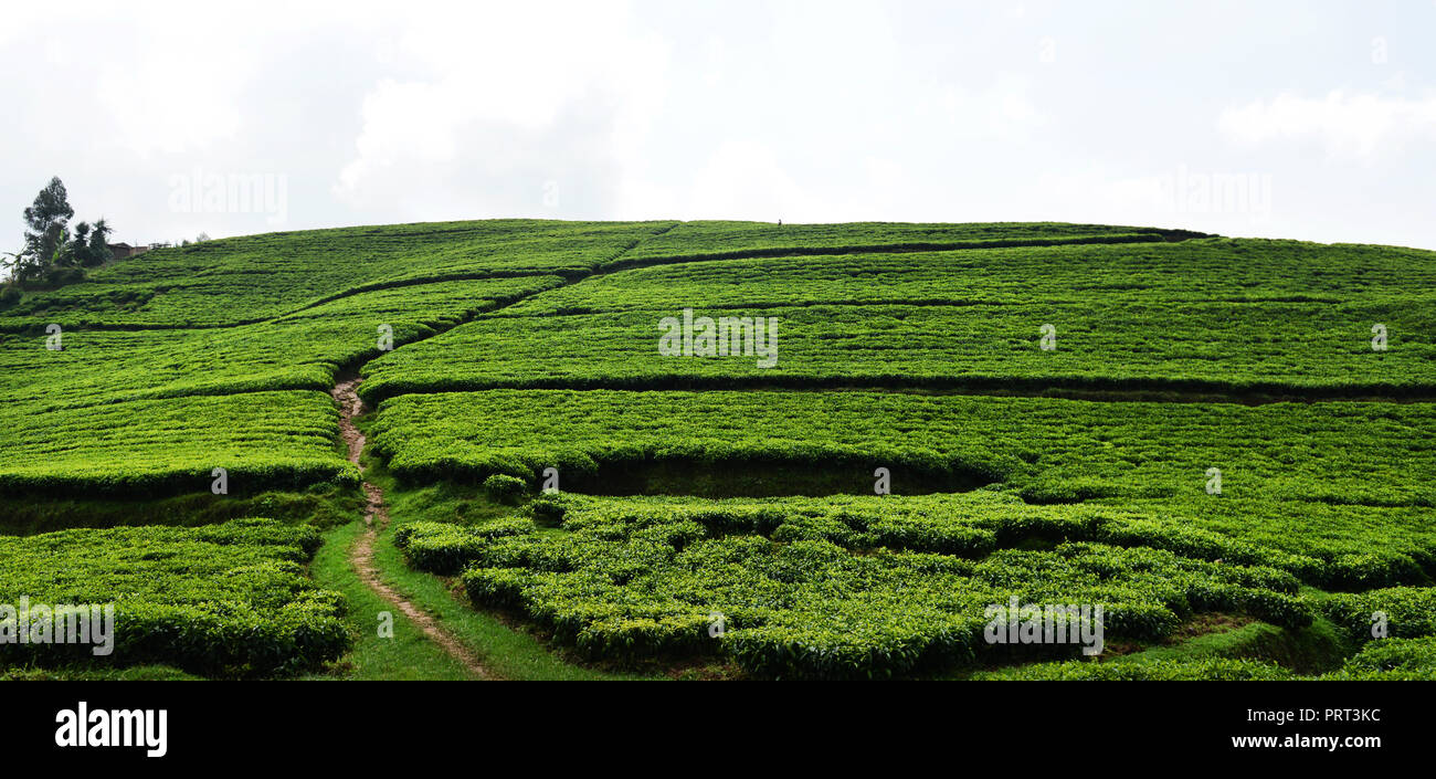 Tea plantations in north western Rwanda Stock Photo - Alamy