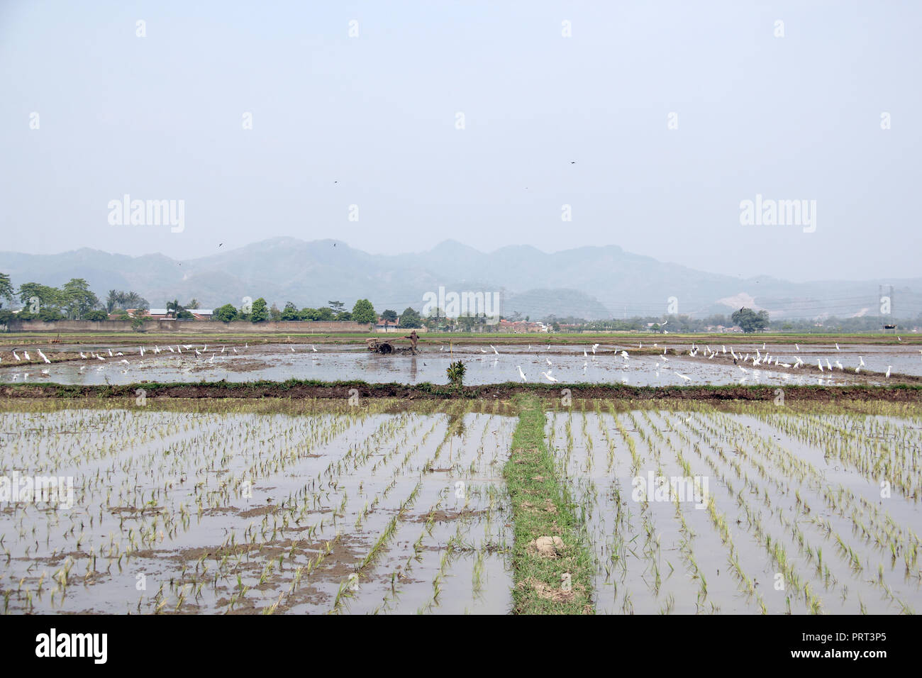 Birds on rice field in hi-res stock photography and images - Alamy