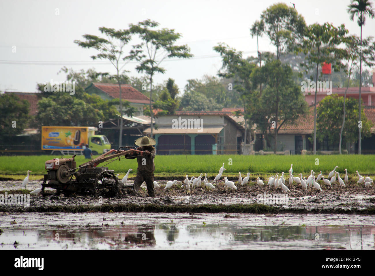 Birds on rice field in hi-res stock photography and images - Alamy