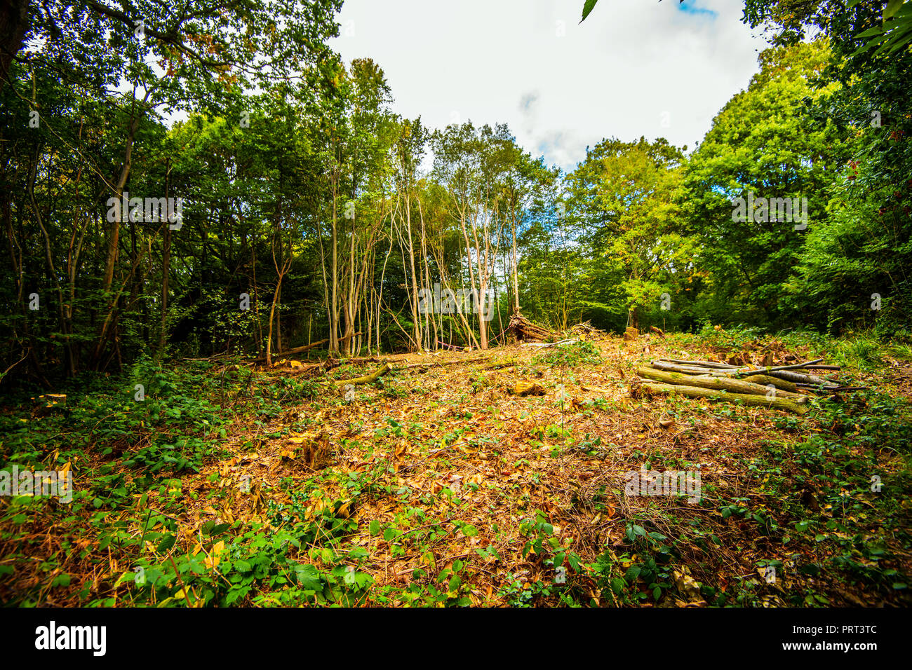 Forestry: Making a clearing in a forest Stock Photo - Alamy