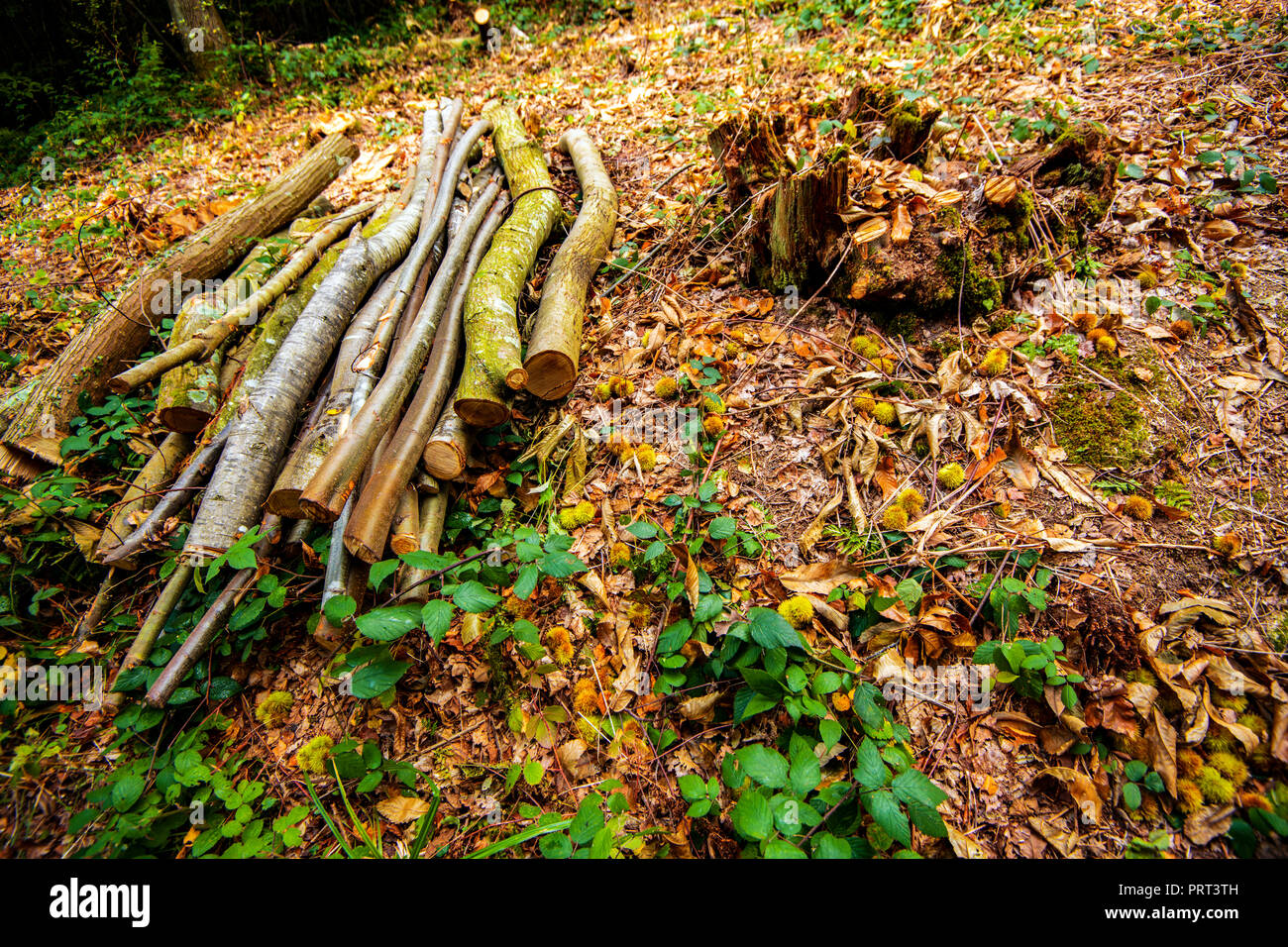 Chestnut reserve hi-res stock photography and images - Alamy