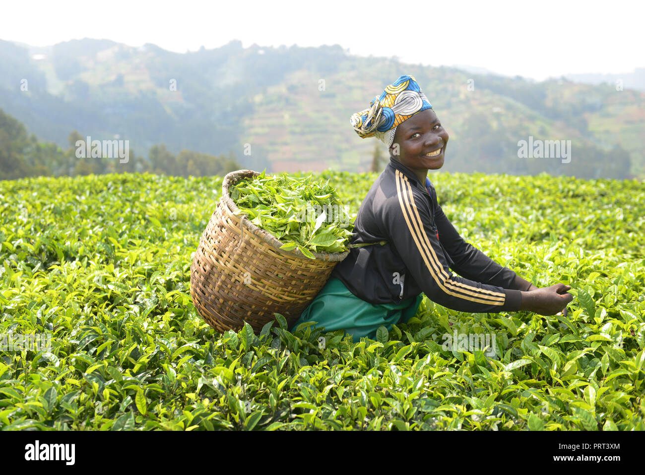 Tea plantations in north western Rwanda Stock Photo - Alamy