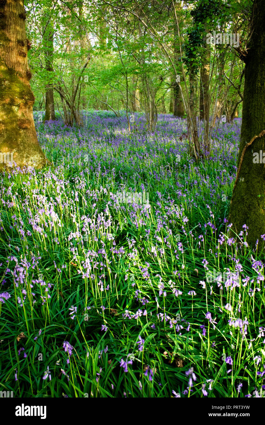 Bluebells in woods pictured in spring sunlight Stock Photo - Alamy