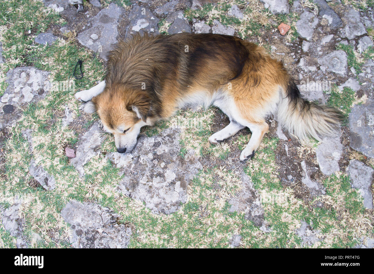 The northern Albania`s city Shkoder (Shkodra or Skadar) is one of the ...
