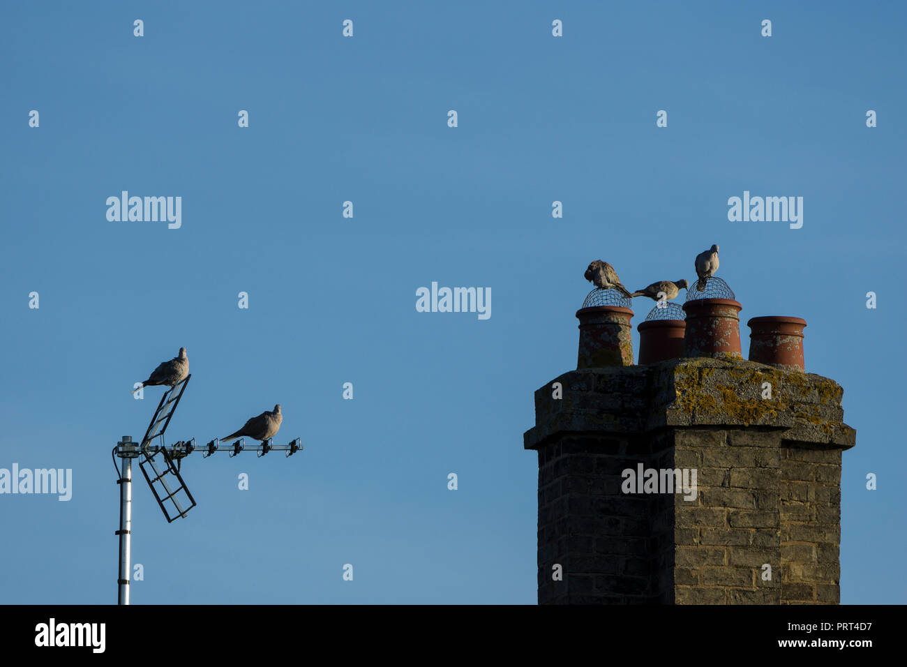 Five pigeons in evening sun Stock Photo - Alamy