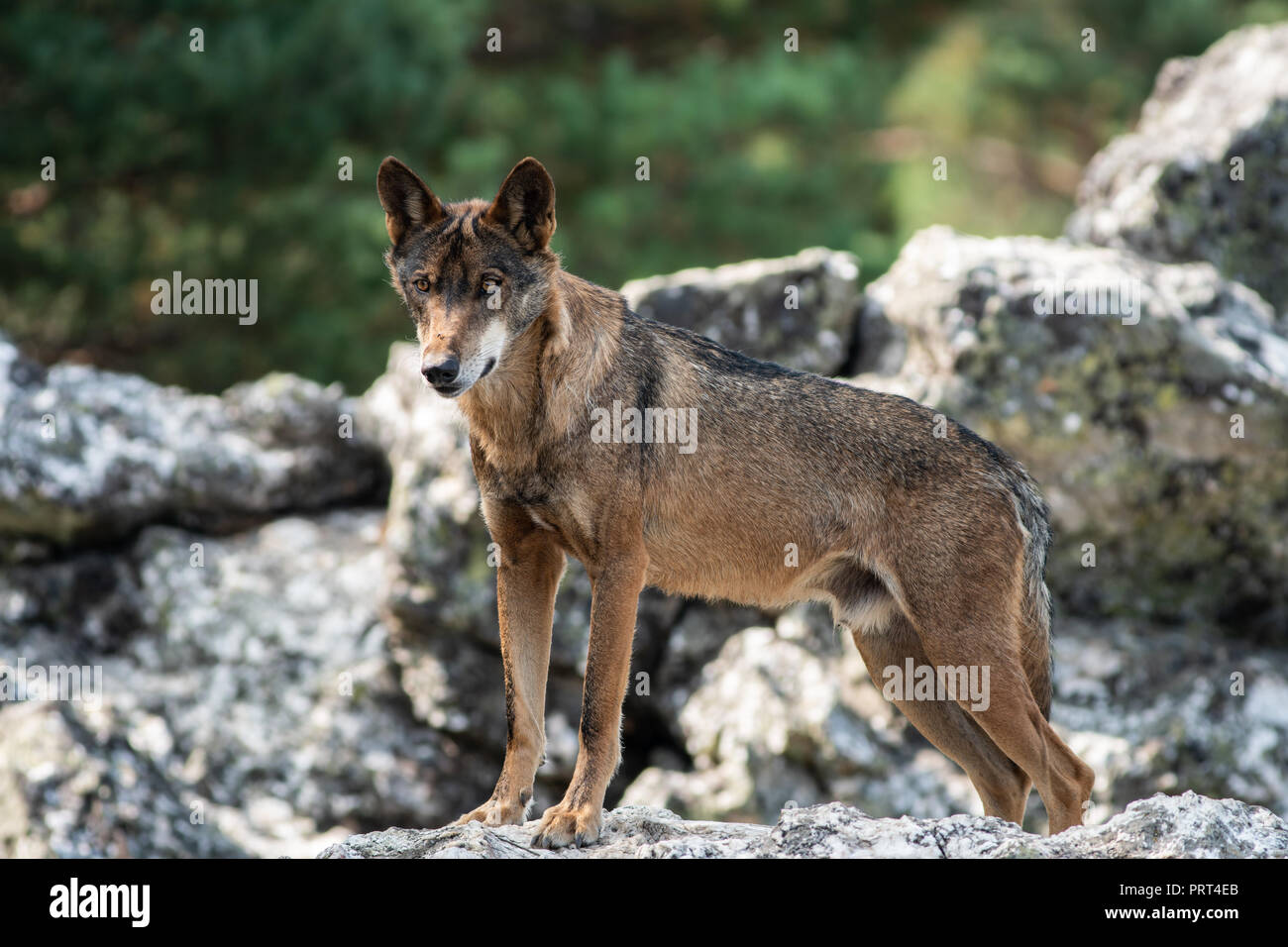 Iberian wolf on the top of the rock looking down Stock Photo - Alamy