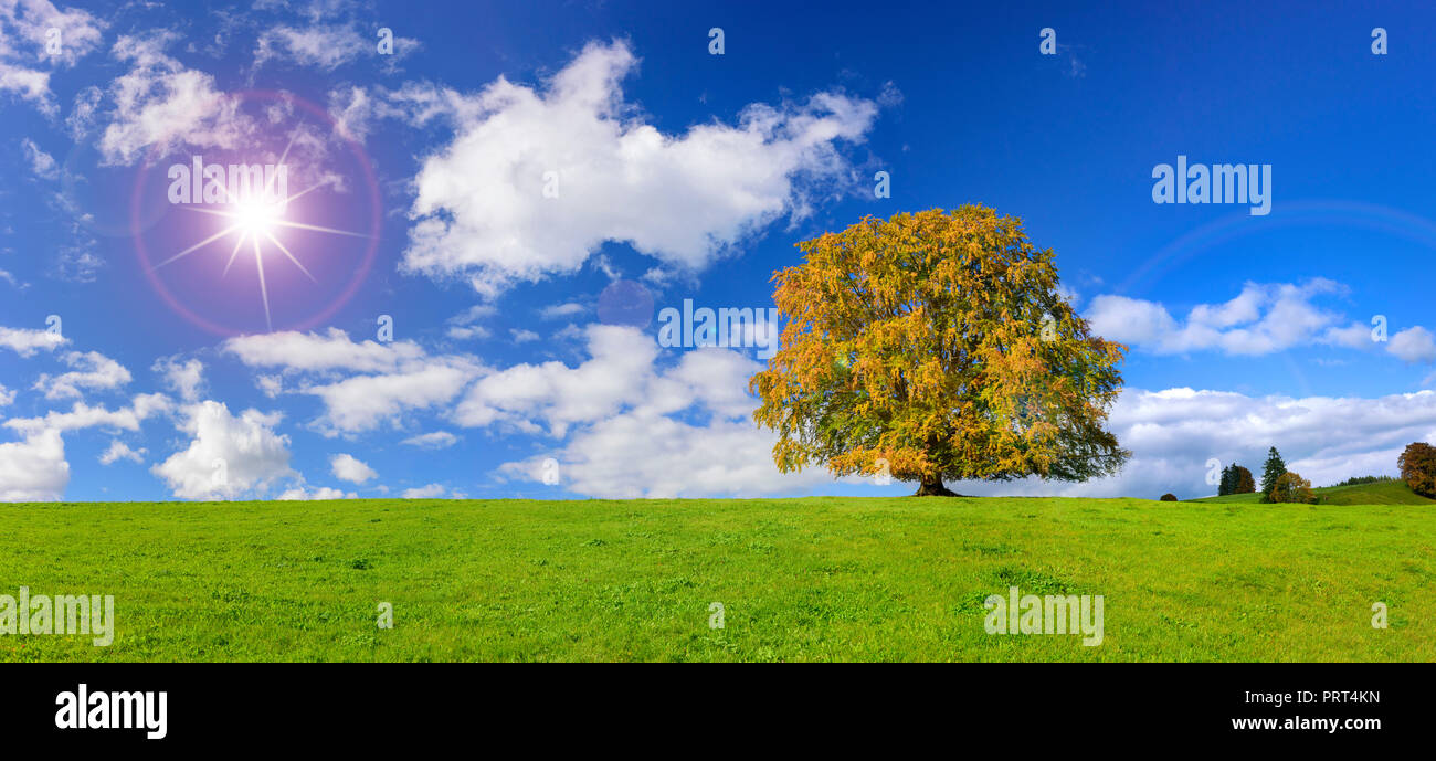 perfect old beech tree at autumn Stock Photo - Alamy