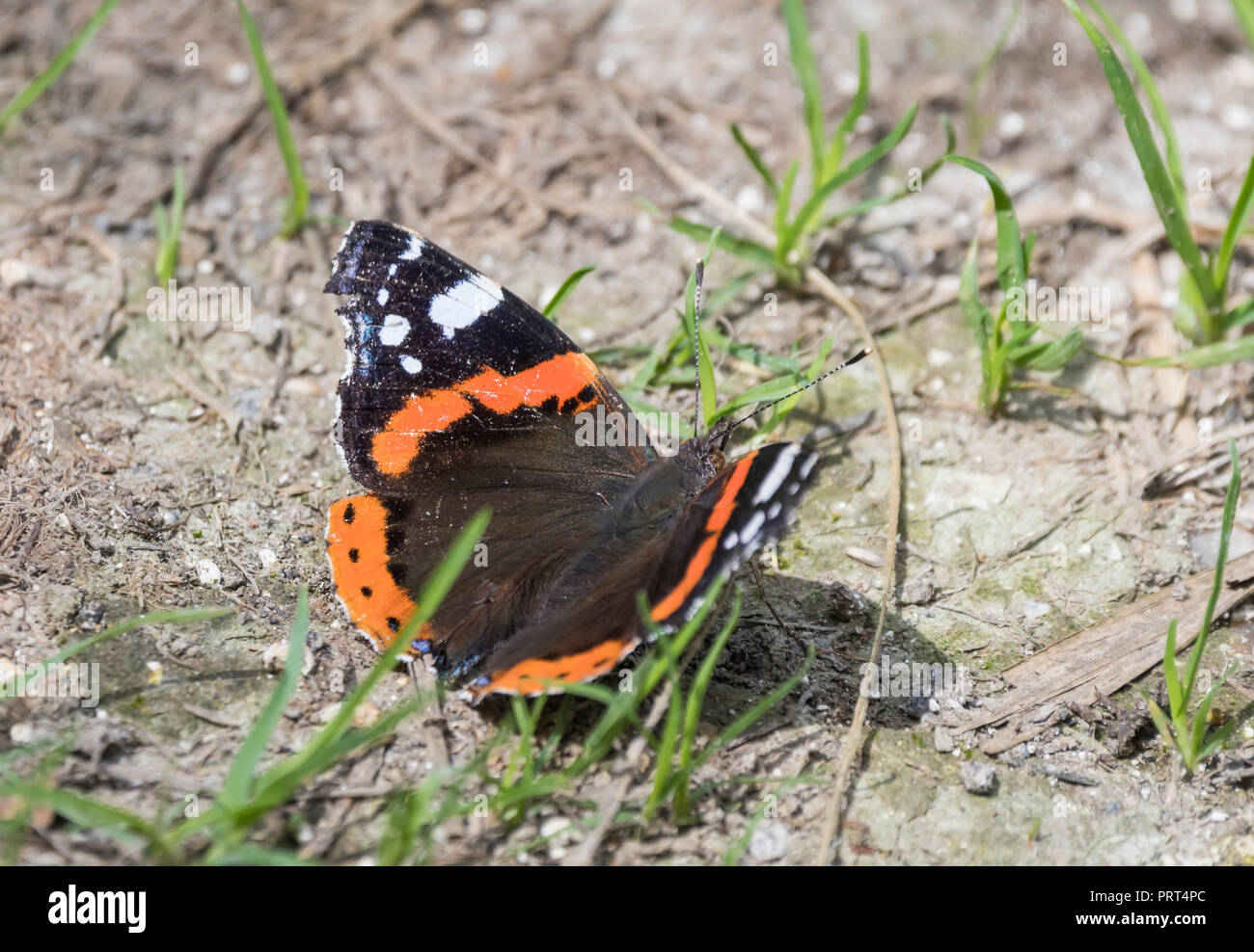 Red admiral butterfly uk hi-res stock photography and images - Alamy