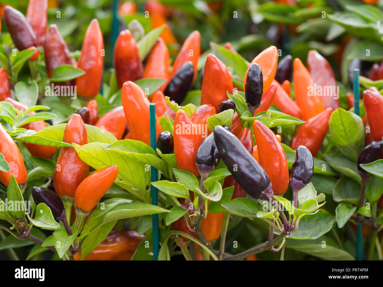 Capsicum annuum plant hi-res stock photography and images - Alamy