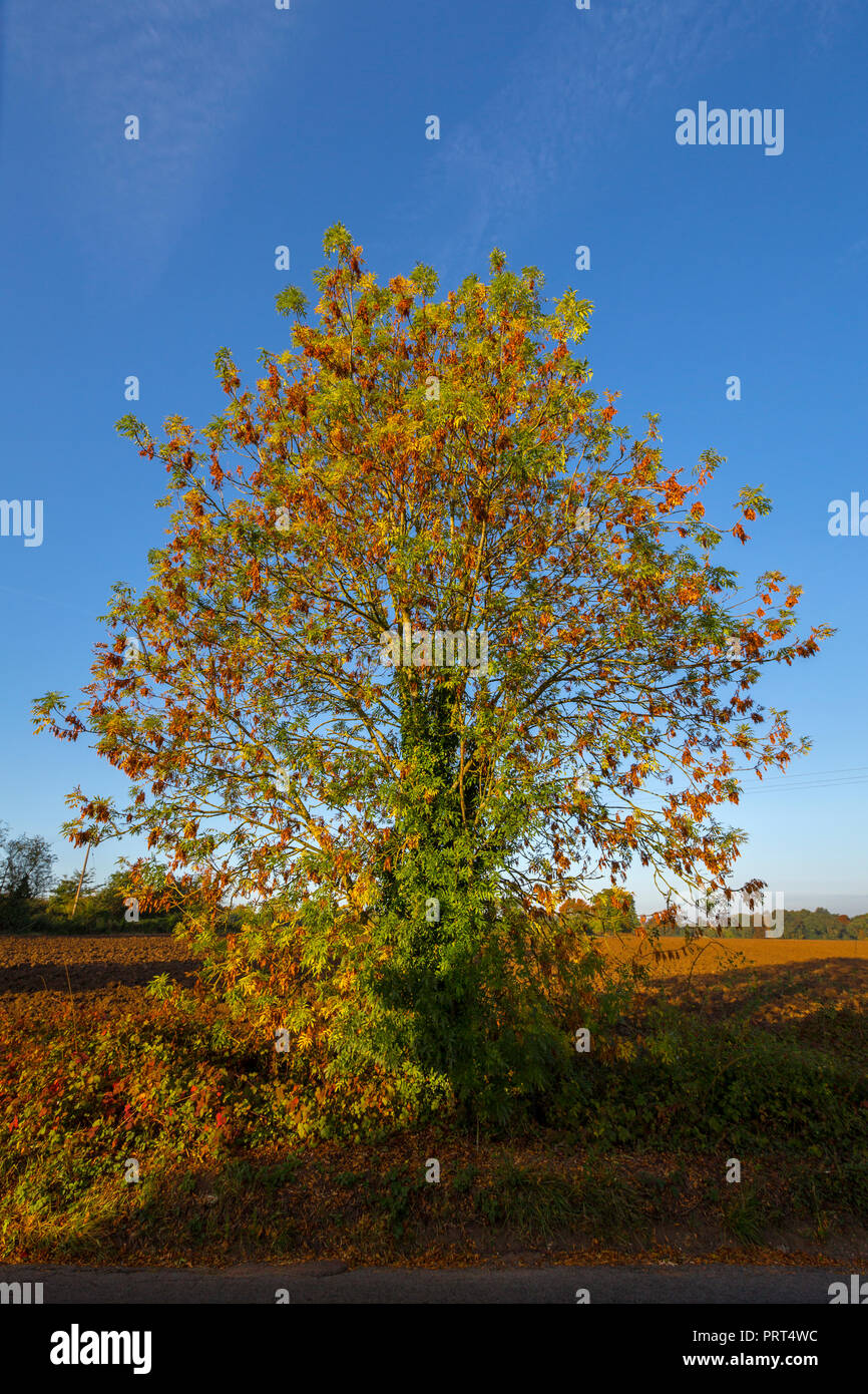 Ash tree, fraxinus excelsior, photographed early morning in autumn to ...