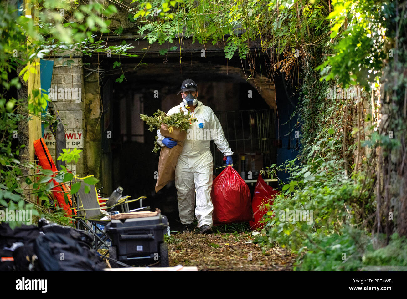 Police forensics officers remove Cannabis plants from a cannabis ...