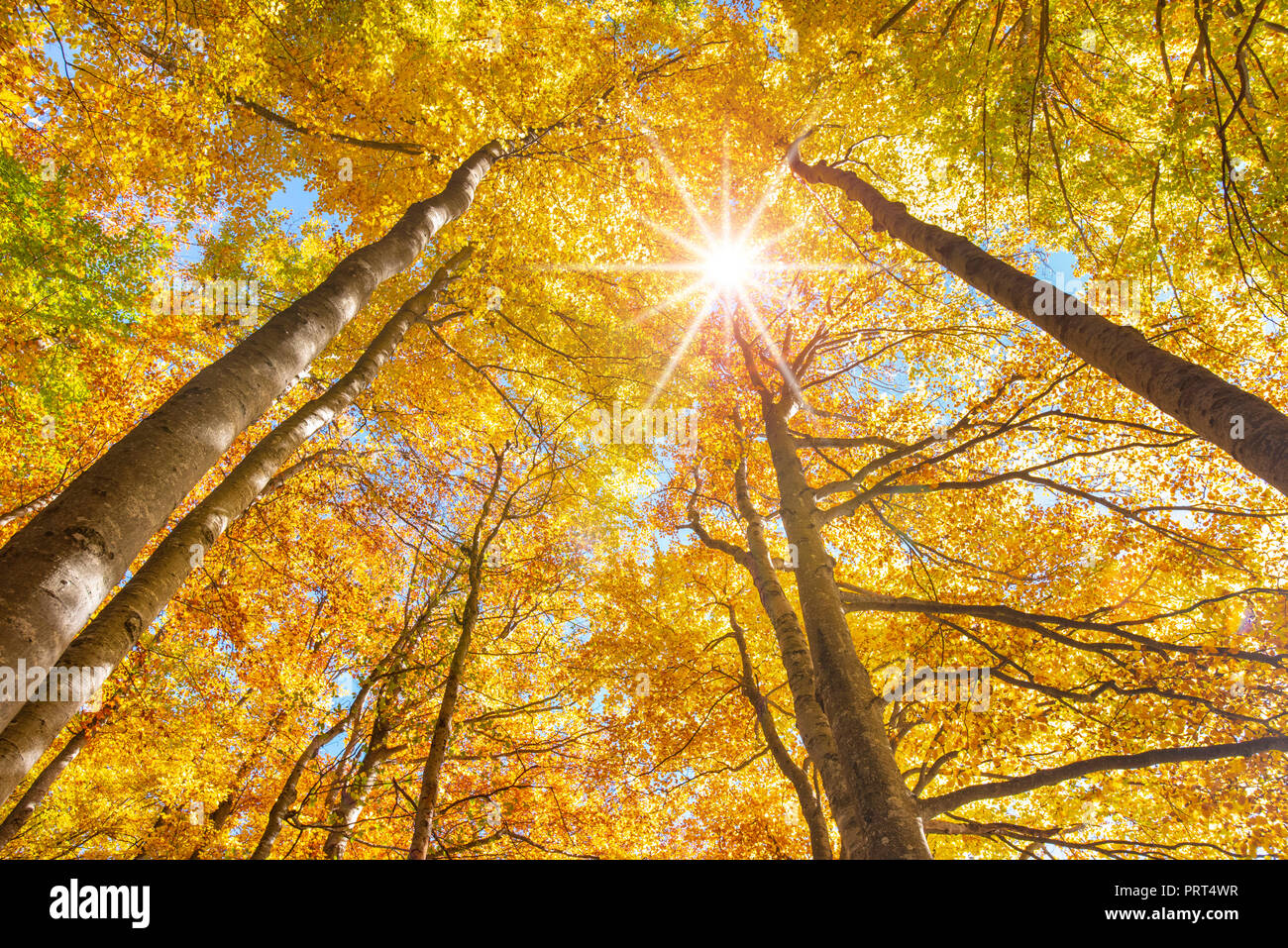 beautiful colored golden beech trees in forest at autumn Stock Photo ...