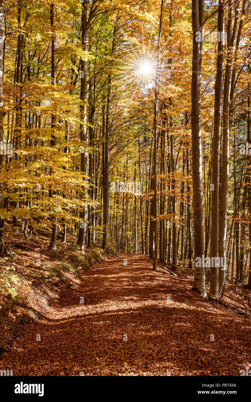 Golden beech trees hi-res stock photography and images - Alamy