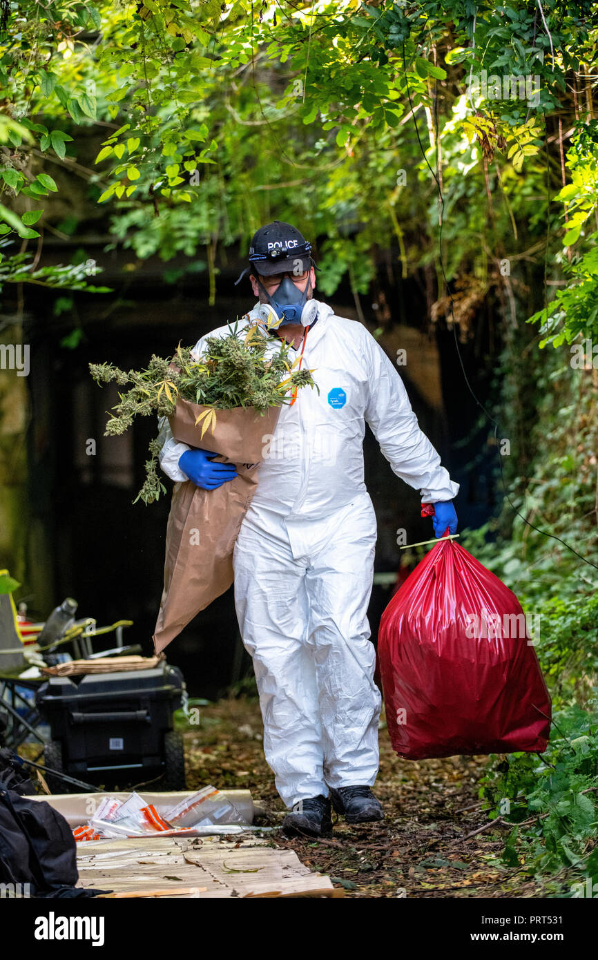 Police forensics officers remove Cannabis plants from a cannabis ...