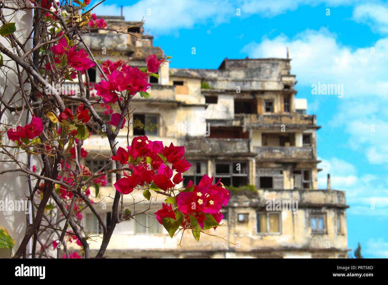Nature and City - a very beautiful contrast Stock Photo - Alamy