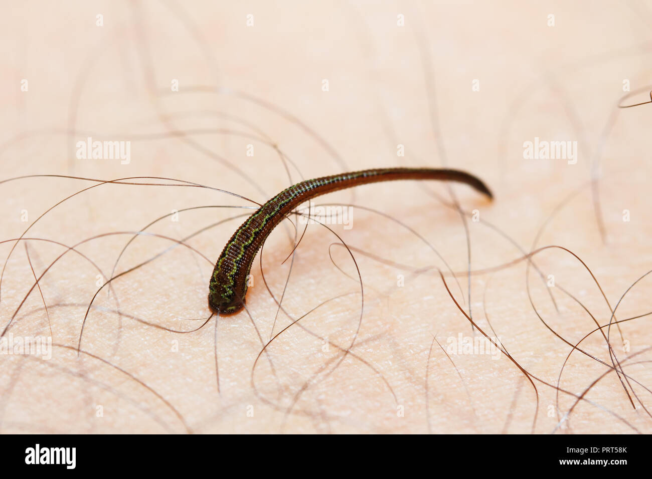 Haemadipsa sp hi-res stock photography and images - Alamy