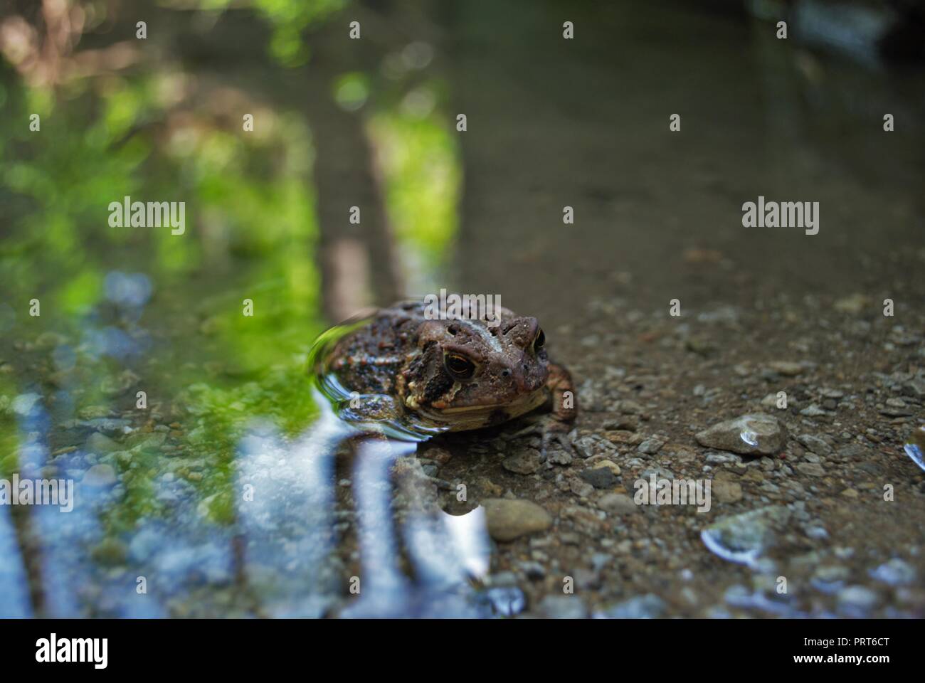 Side view of common frog hi-res stock photography and images - Alamy