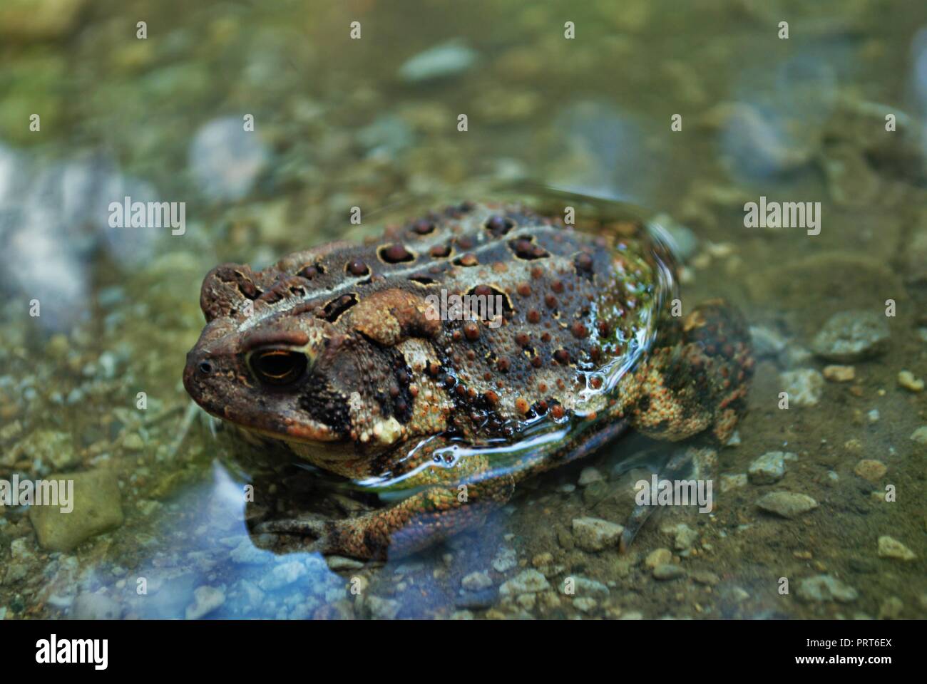 Frog side view hi-res stock photography and images - Alamy