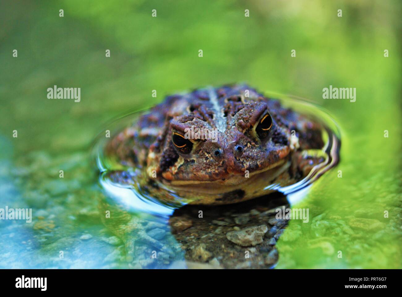 Close up view of a frog in the water Stock Photo - Alamy