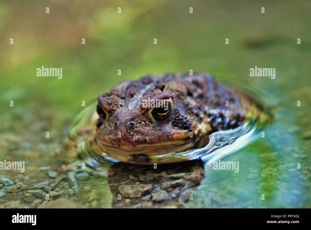 Close up view of a frog in the water Stock Photo - Alamy