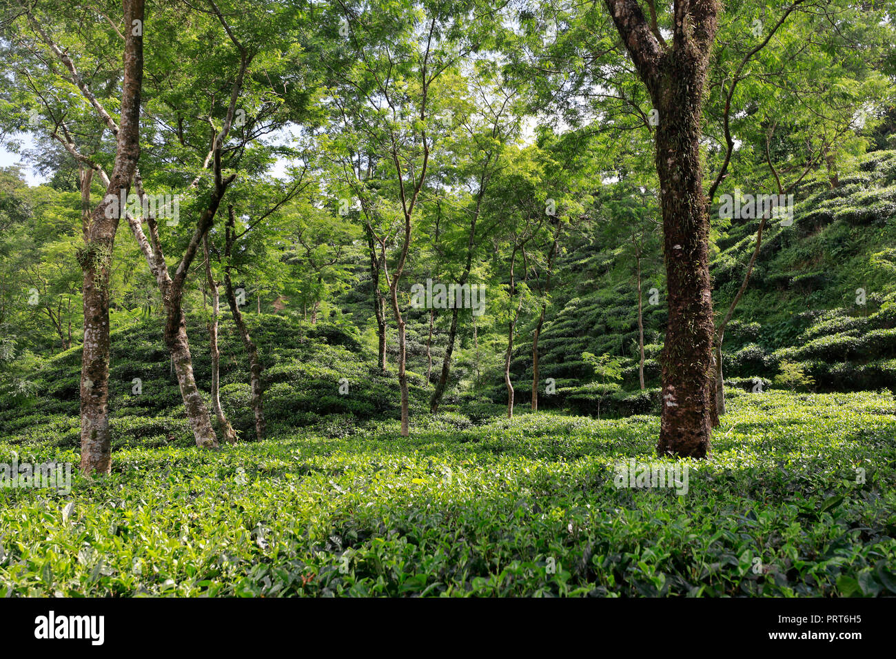 Sylhet garden tea hi-res stock photography and images - Alamy