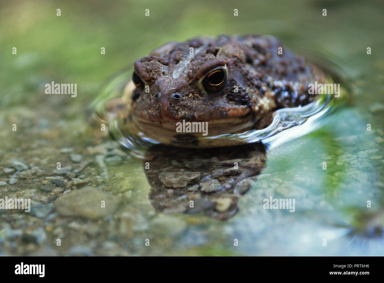 Close up view of a frog in the water Stock Photo - Alamy