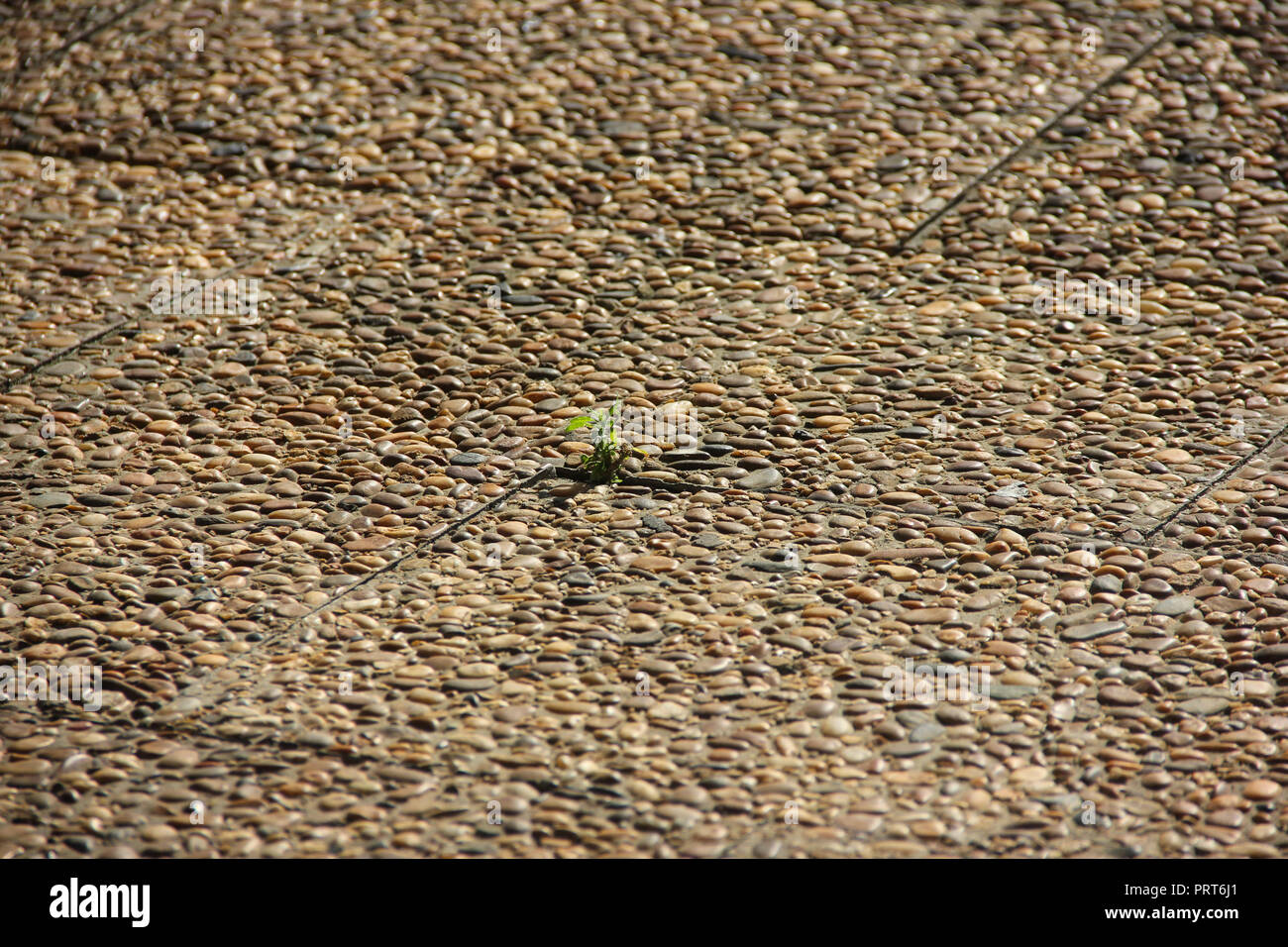Green flower grow on pebbles textured floor Stock Photo - Alamy