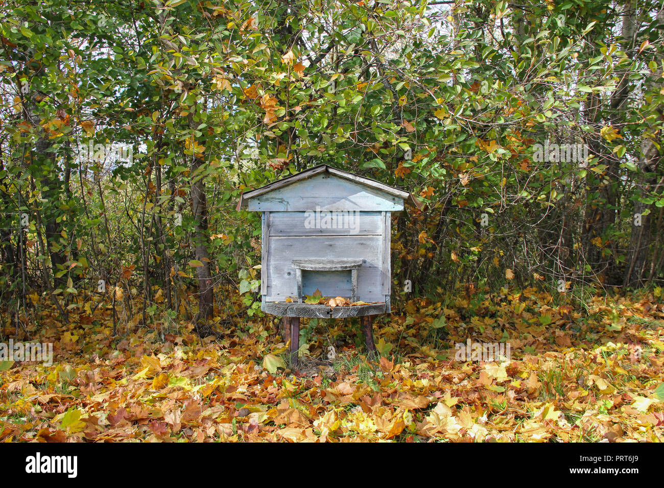 Beehive in garden hi-res stock photography and images - Alamy