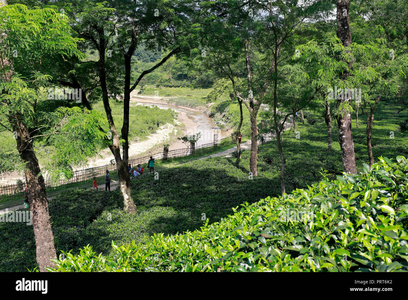Sylhet garden tea hi-res stock photography and images - Alamy