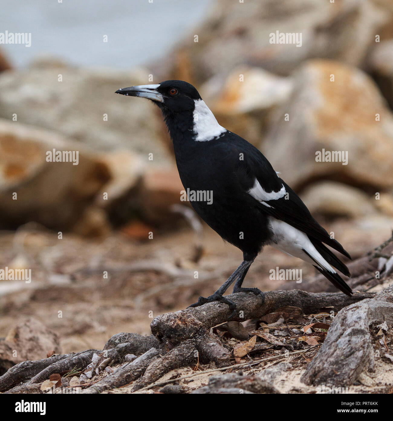 Australian magpie fly hi-res stock photography and images - Alamy