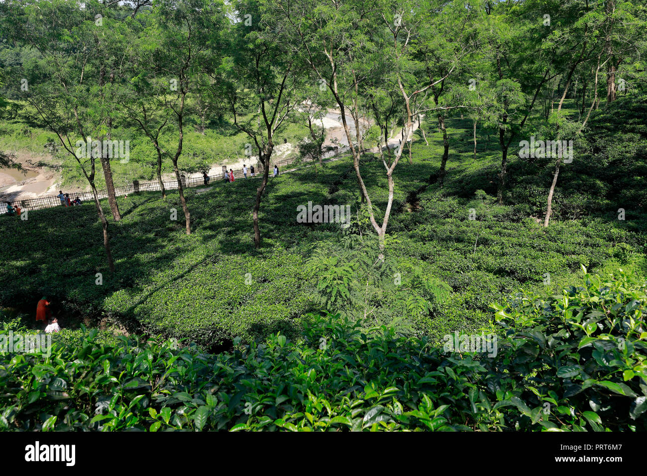 Ali mountain tea hi-res stock photography and images - Alamy