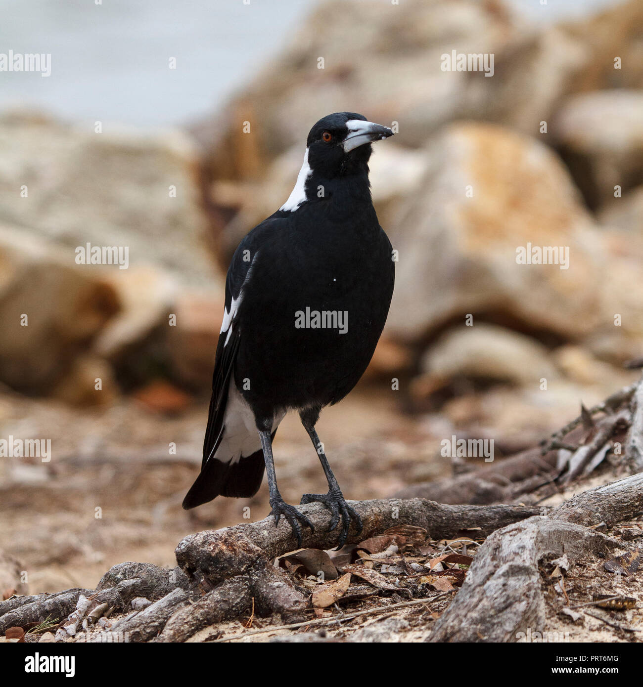 Australian magpie fly hi-res stock photography and images - Alamy
