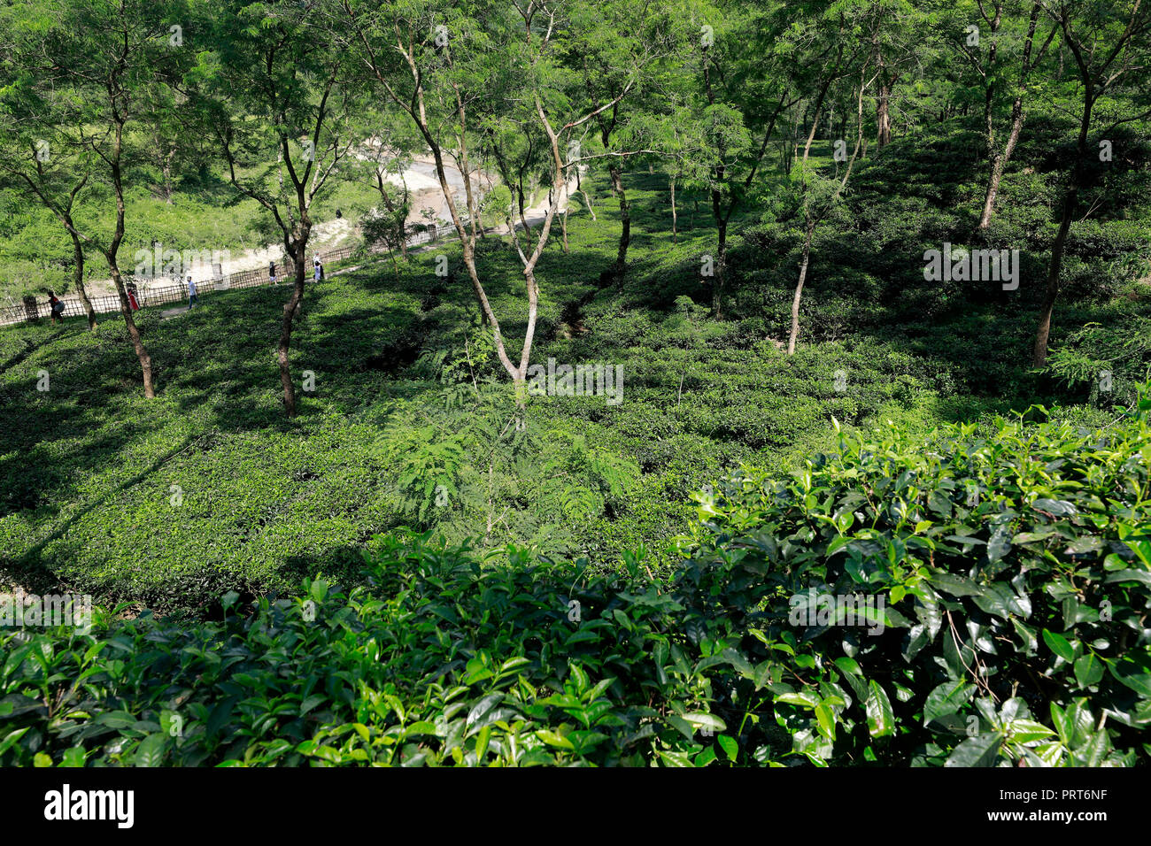 Sylhet garden tea hi-res stock photography and images - Alamy